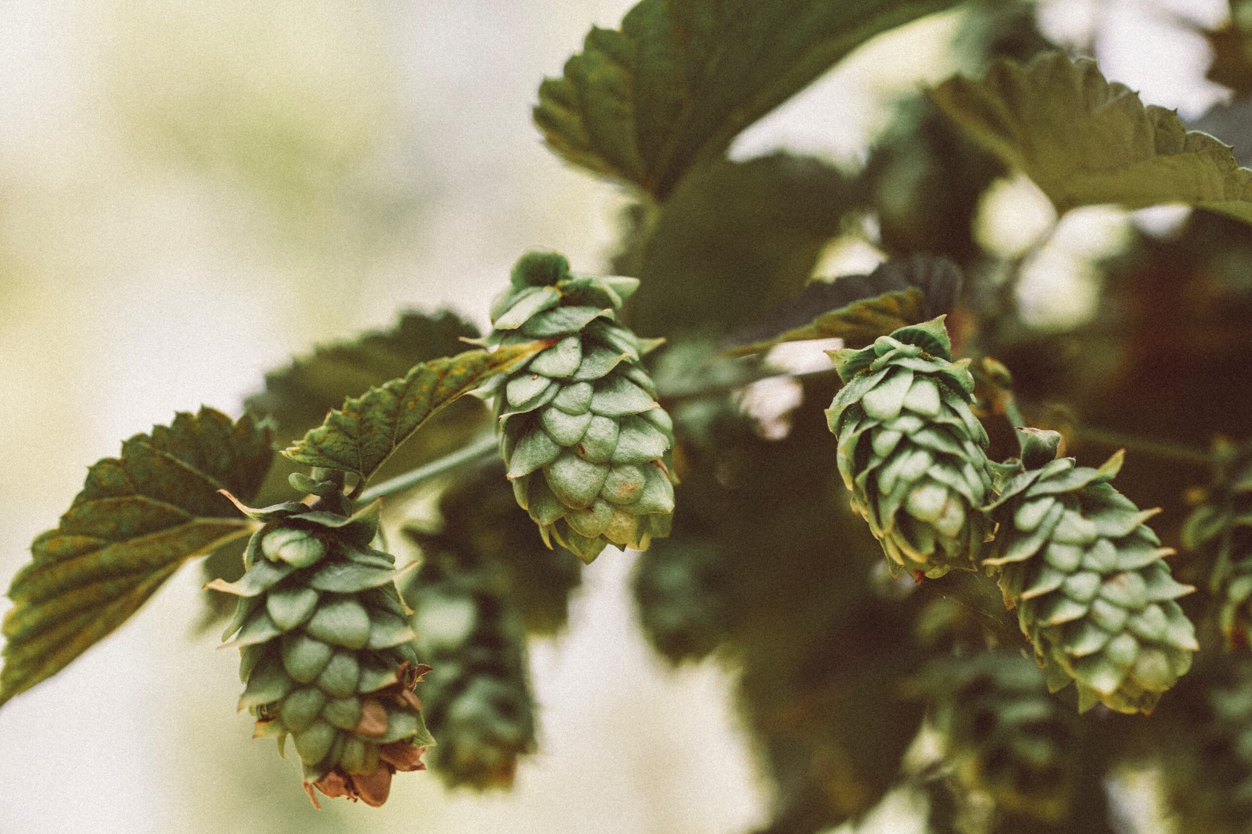 Hop Valley Brewing Co. - Origlio Beverage